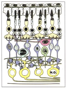 Das Hermann-Gitter und die Folgen - optikum, Fachmagazin für Augenoptik ...